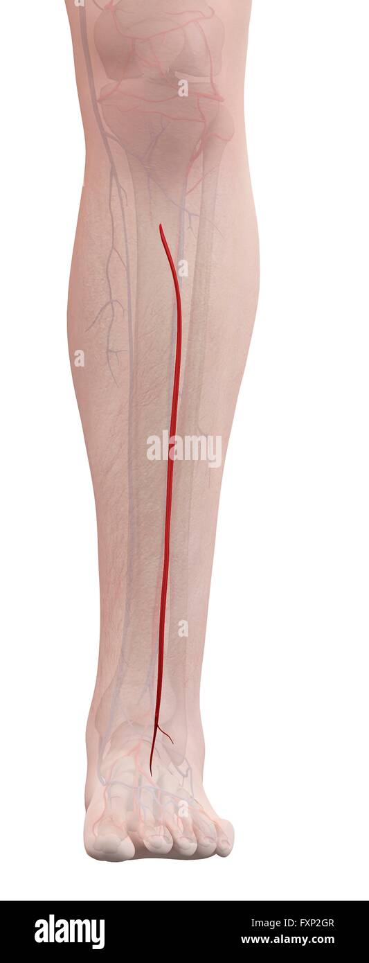 Menschliche beinarterie -Fotos und -Bildmaterial in hoher Auflösung – Alamy