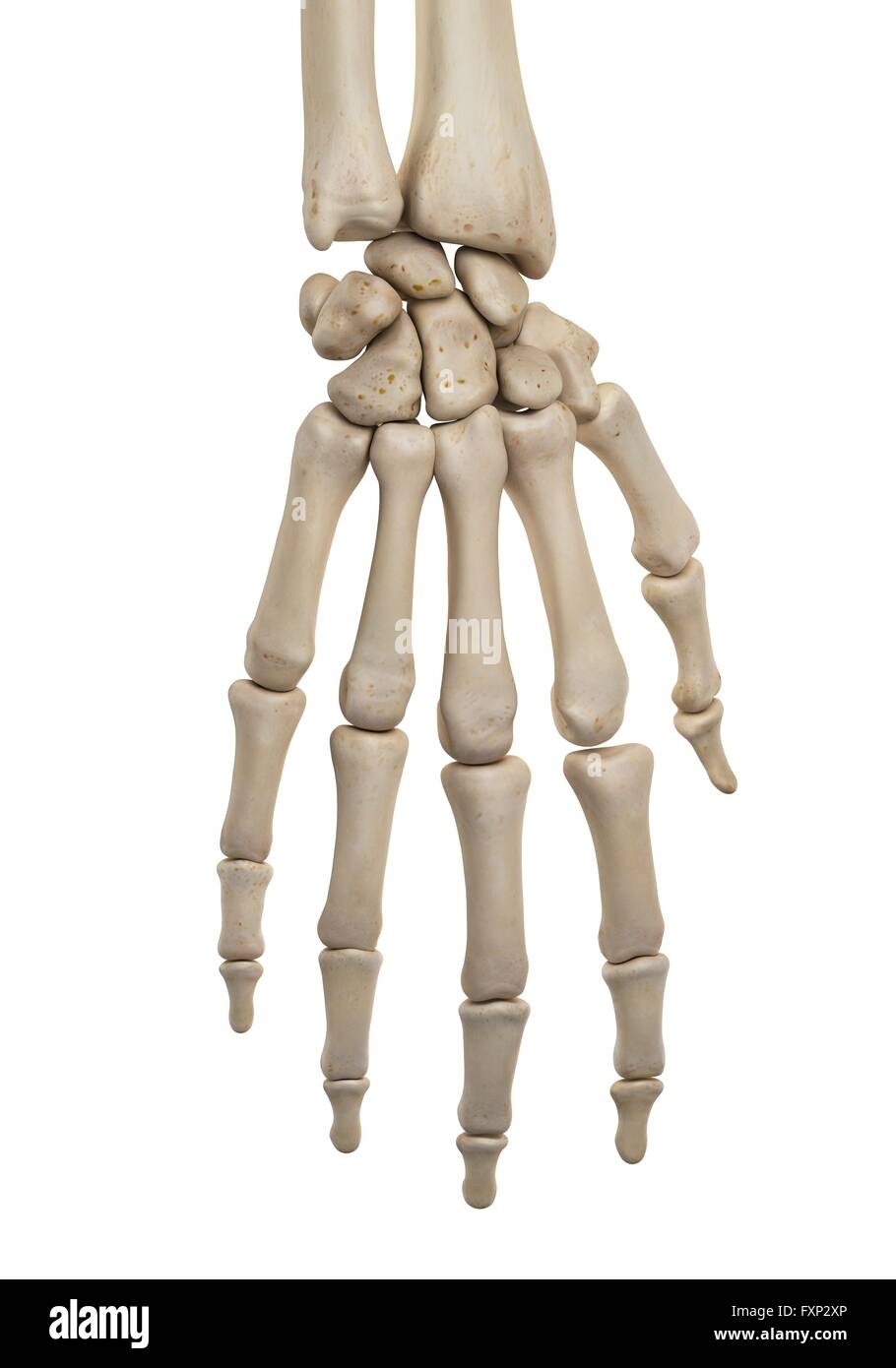 Menschliche Hand Anatomie, Computer Bild Stockfotografie - Alamy