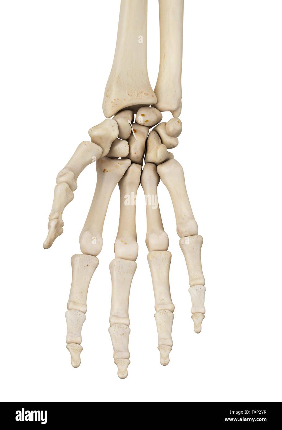 Menschliche Hand Anatomie, Computer Bild Stockfotografie - Alamy