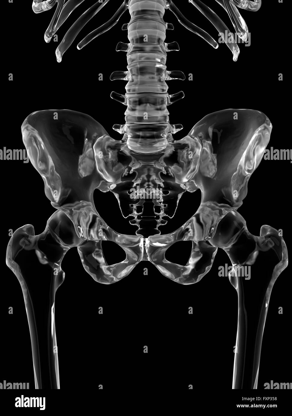 Anatomie des menschlichen beckens Schwarzweiß-Stockfotos und -bilder ...