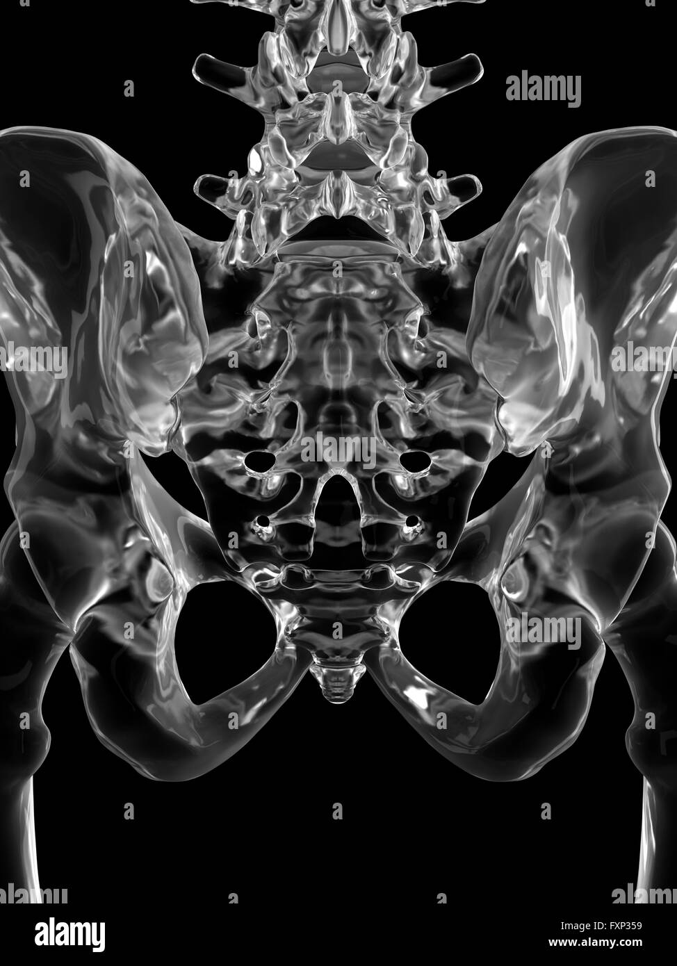 Anatomie des menschlichen beckens Schwarzweiß-Stockfotos und -bilder ...