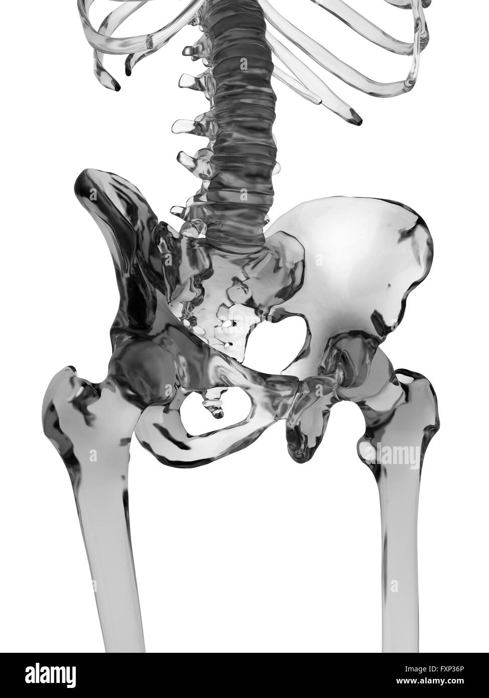 Anatomie des menschlichen beckens Schwarzweiß-Stockfotos und -bilder ...