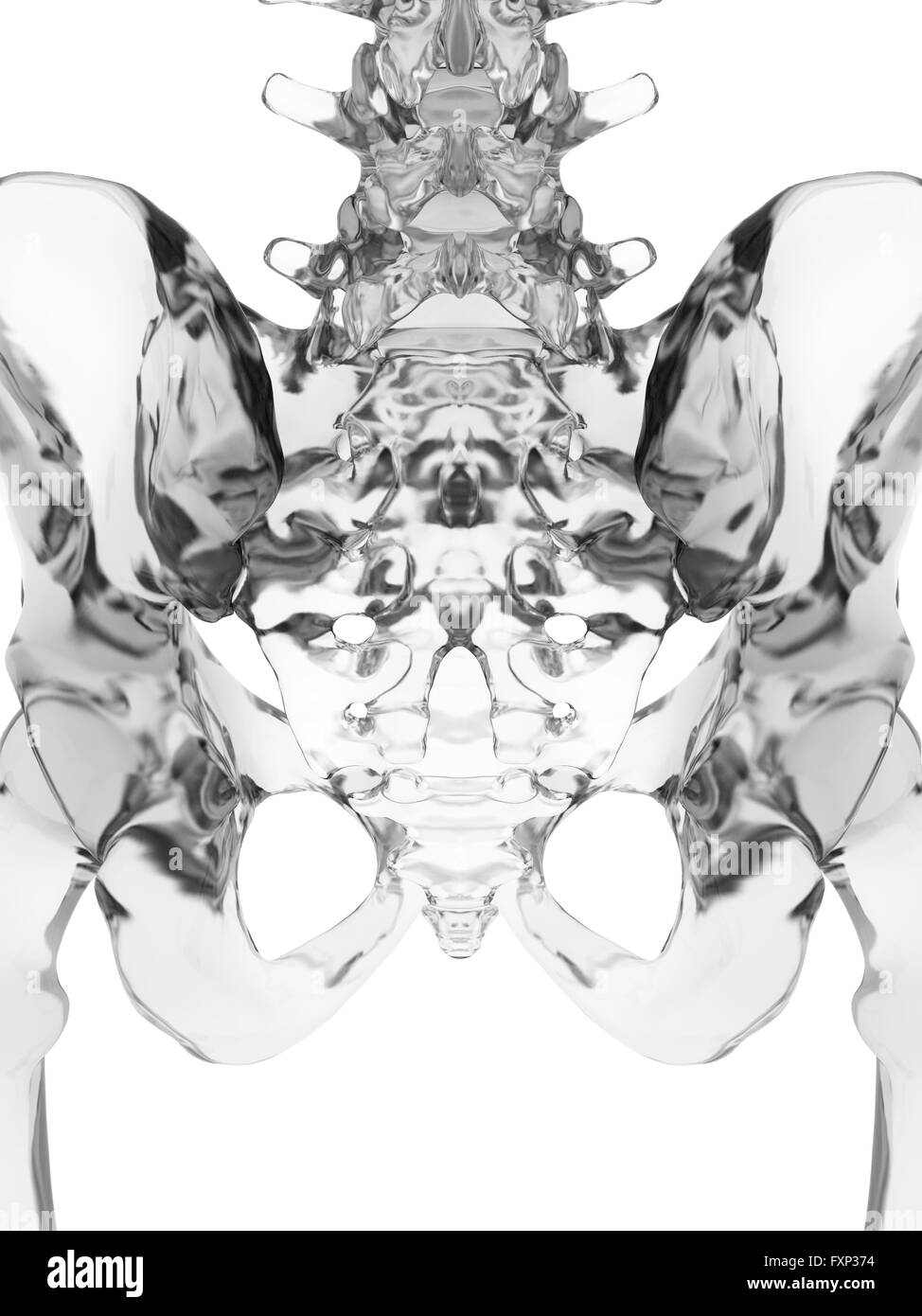 Anatomie des menschlichen beckens Schwarzweiß-Stockfotos und -bilder ...