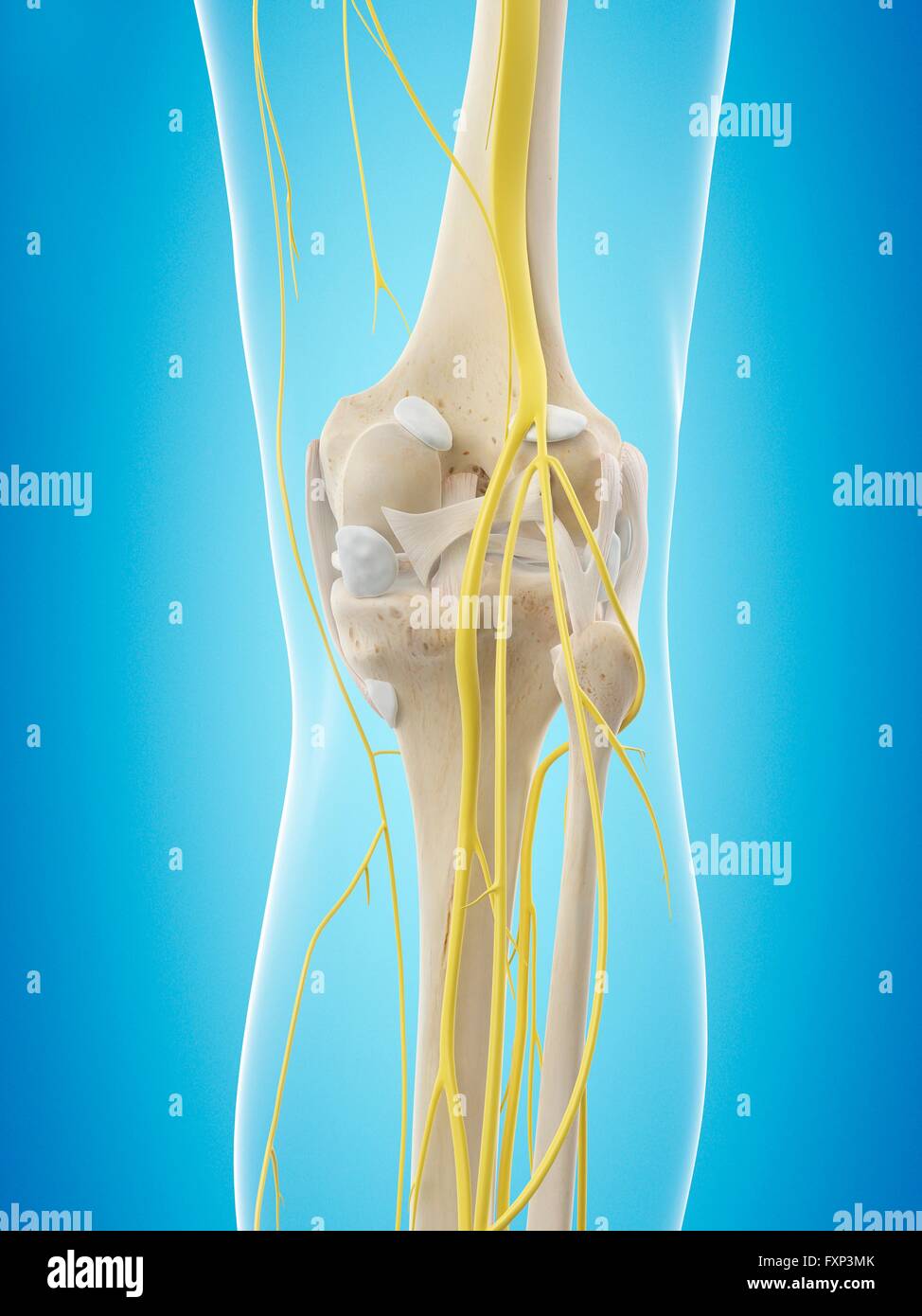 Menschliche Beinnerven Stockfotos und -bilder Kaufen - Alamy