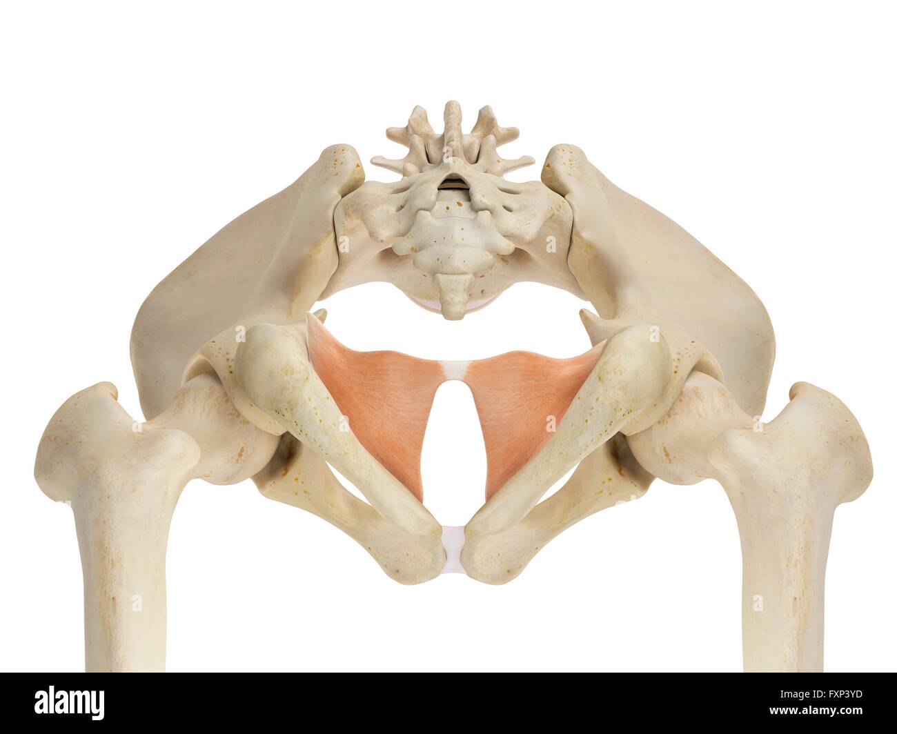 Menschliche muskeln becken Ausgeschnittene Stockfotos und -bilder - Alamy