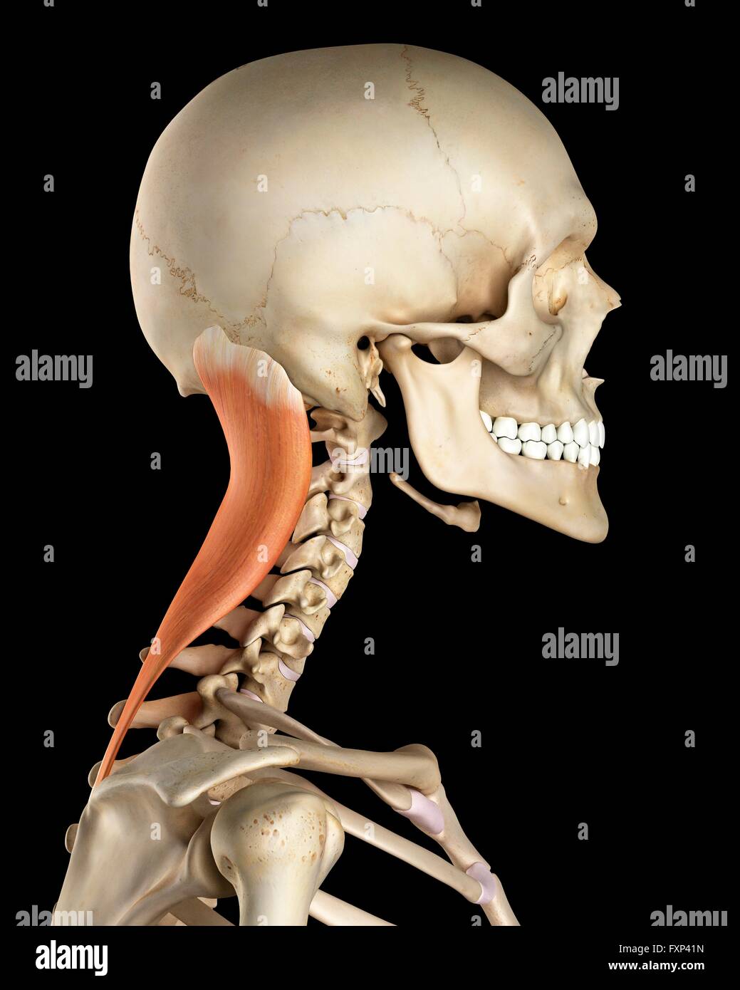 Menschlichen Nackenmuskulatur, Computer Bild Stockfotografie - Alamy