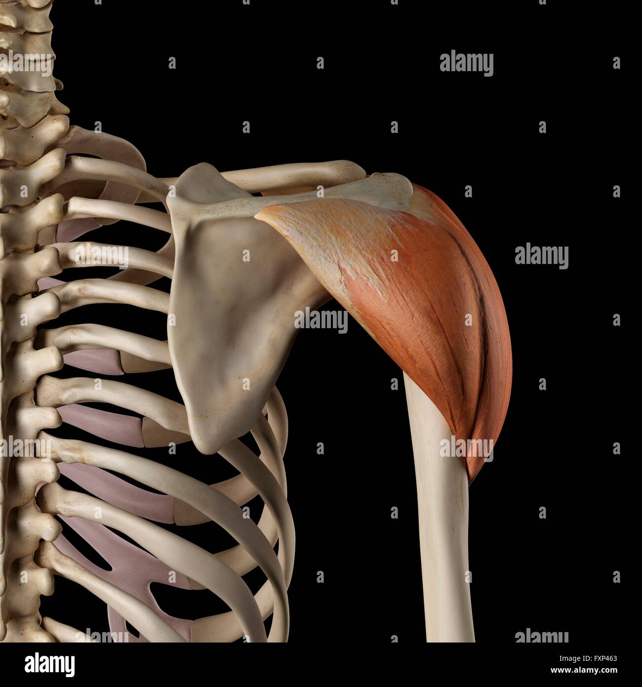 Menschliche schultermuskeln Stockfotos und -bilder Kaufen - Alamy