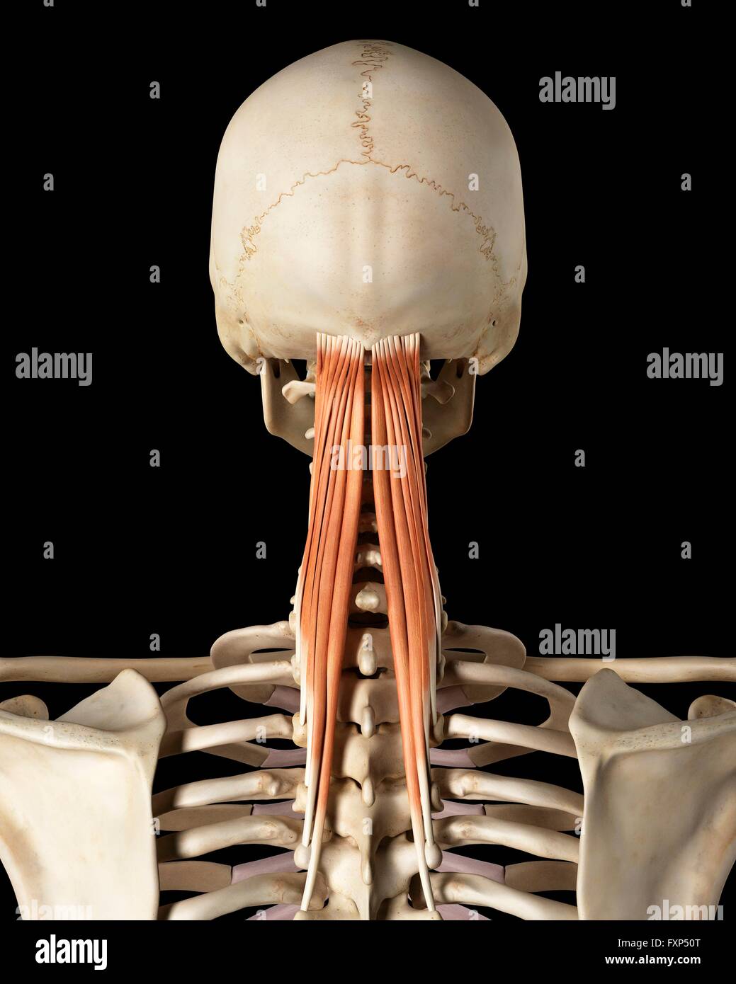 Menschlichen Nackenmuskulatur, Computer Bild Stockfotografie - Alamy