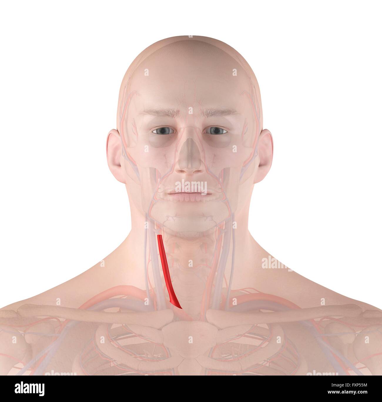 Human head arteries computer artwork -Fotos und -Bildmaterial in hoher ...
