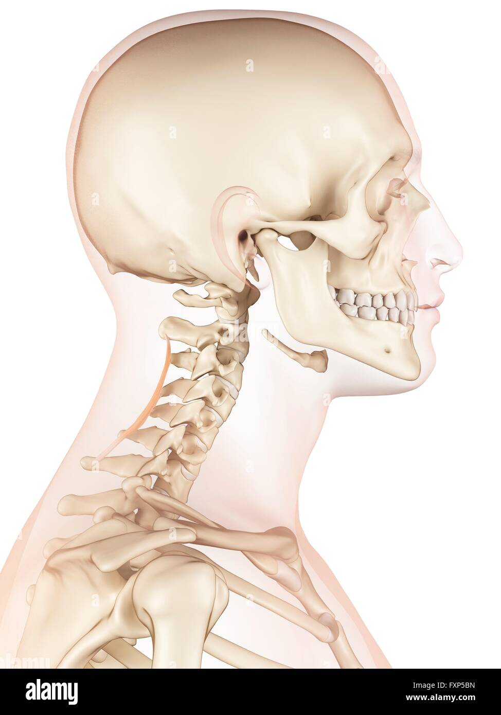 Knochen kopf hals anatomie biologie -Fotos und -Bildmaterial in hoher ...