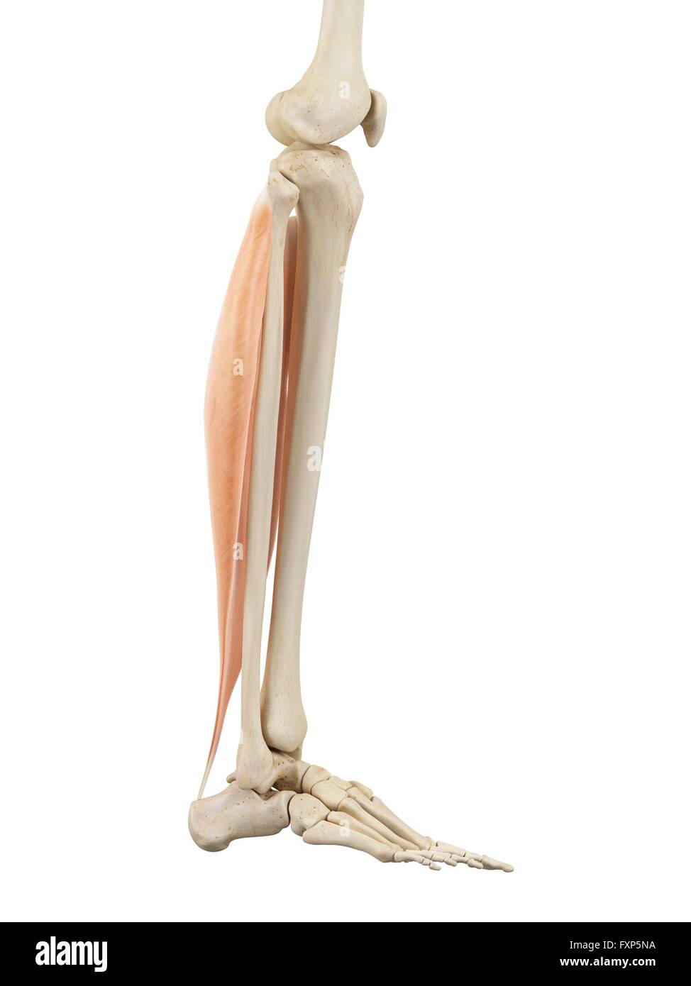 Seitenansicht des beins anatomie -Fotos und -Bildmaterial in hoher ...