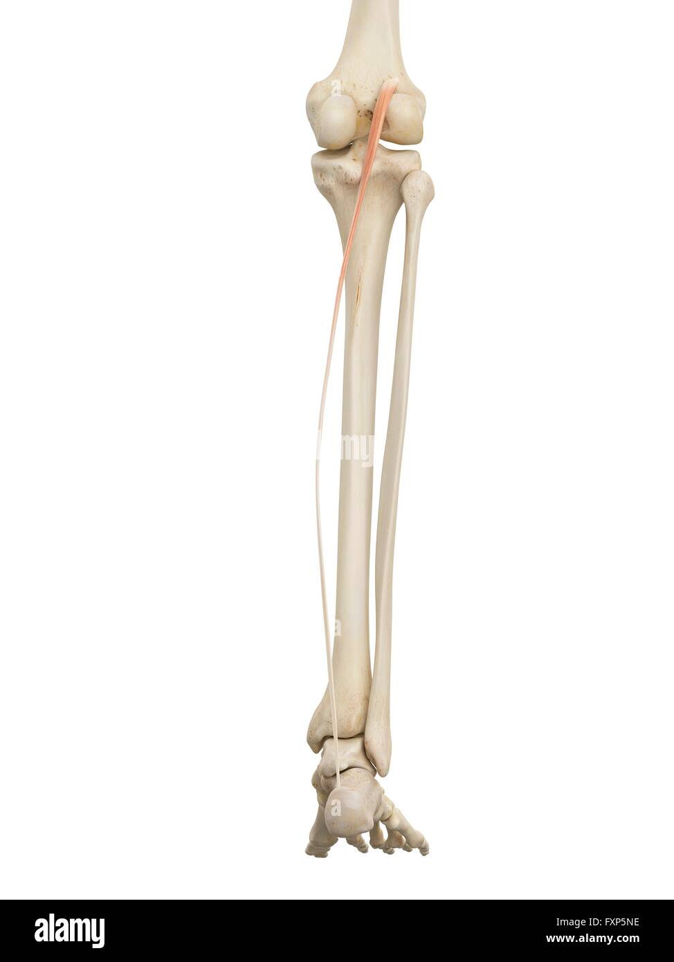 Menschliches Bein Anatomie, Computer Bild Stockfotografie - Alamy