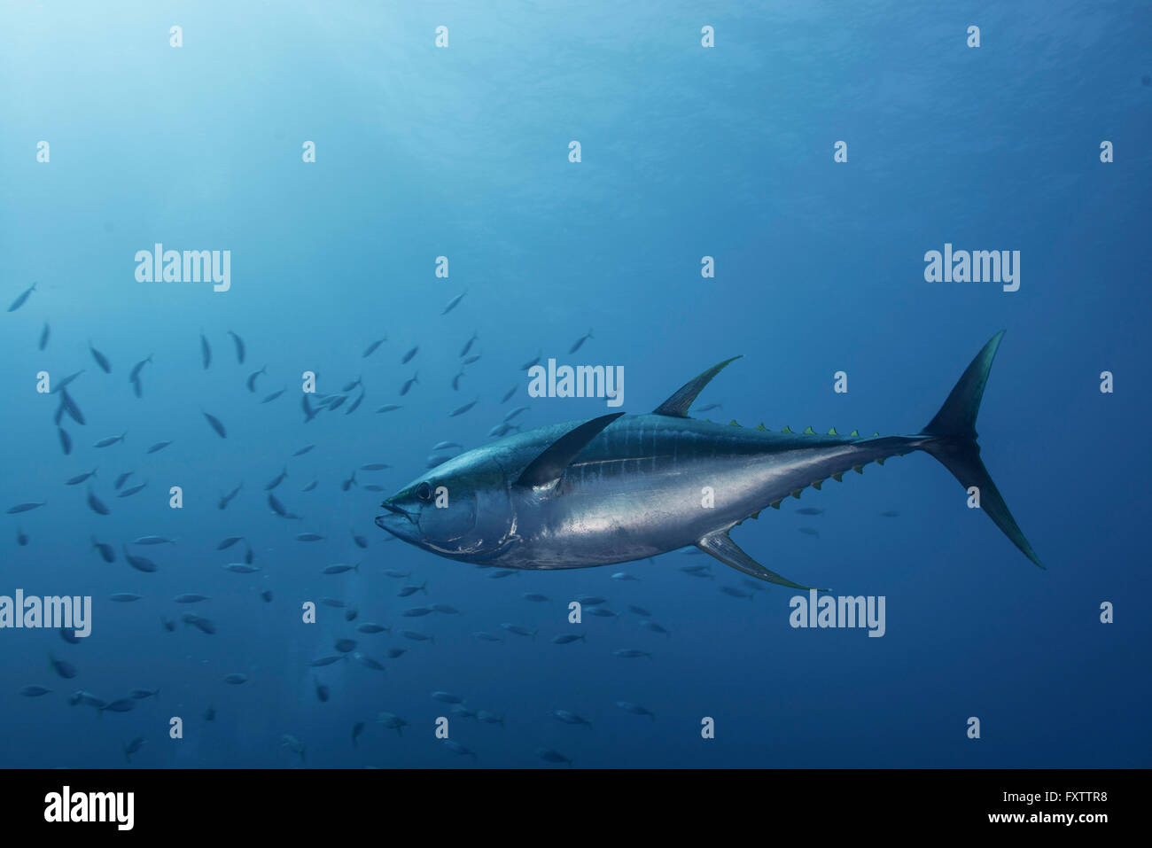 Gelbflossen makrelen -Fotos und -Bildmaterial in hoher Auflösung – Alamy