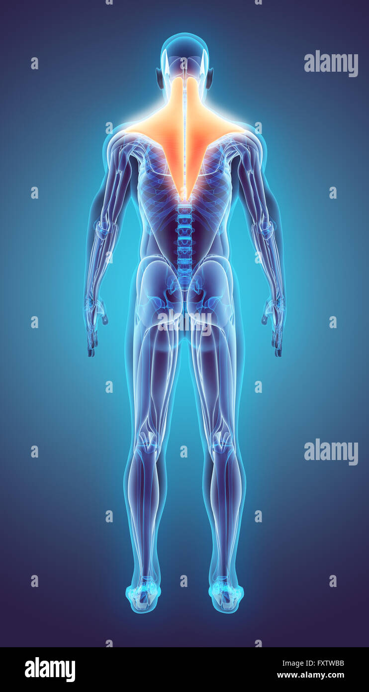 3D Darstellung der Trapezius, Teil der Muskel Anatomie Stockfotografie ...