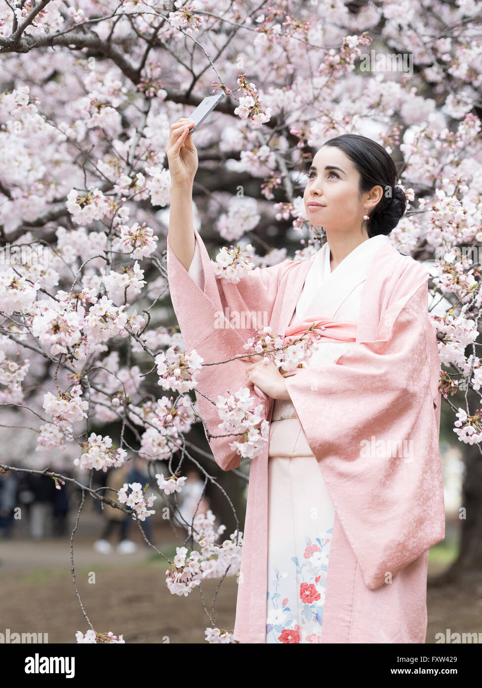 Japan kirsche -Fotos und -Bildmaterial in hoher Auflösung – Alamy