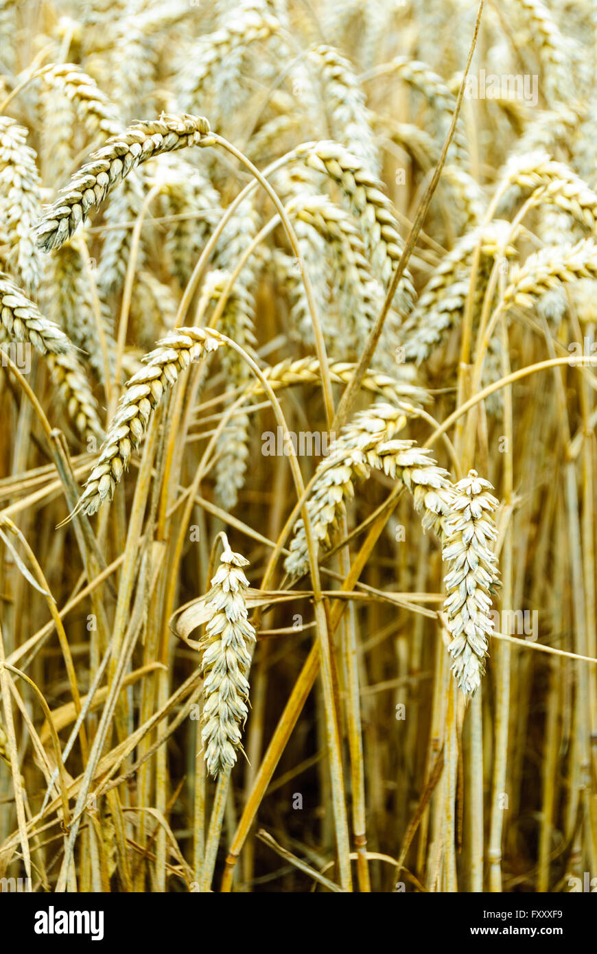 Reife Weichweizen Triticum aestivum Stockfotografie - Alamy