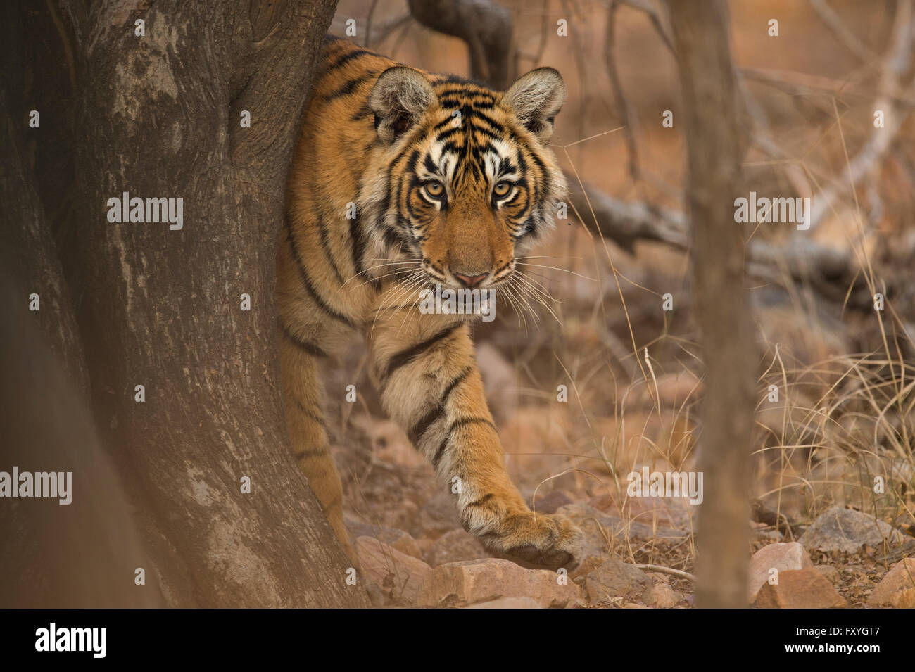 Sub-adulten Bengal oder indischer Tiger (Panthera Tigris Tigris) lugt ...