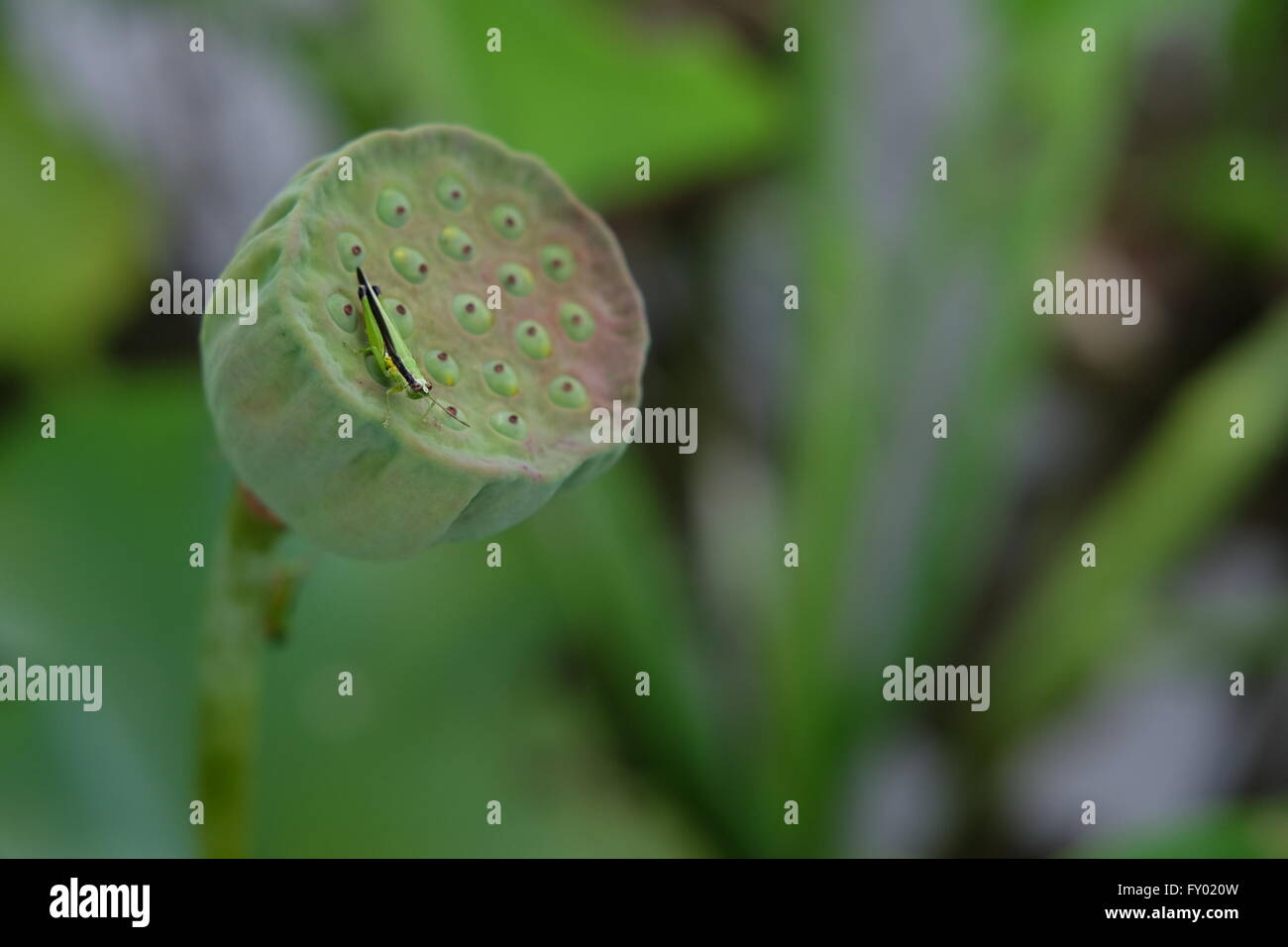 Lotus essen -Fotos und -Bildmaterial in hoher Auflösung – Alamy