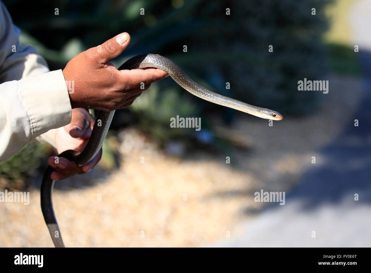Fear snakes -Fotos und -Bildmaterial in hoher Auflösung – Alamy