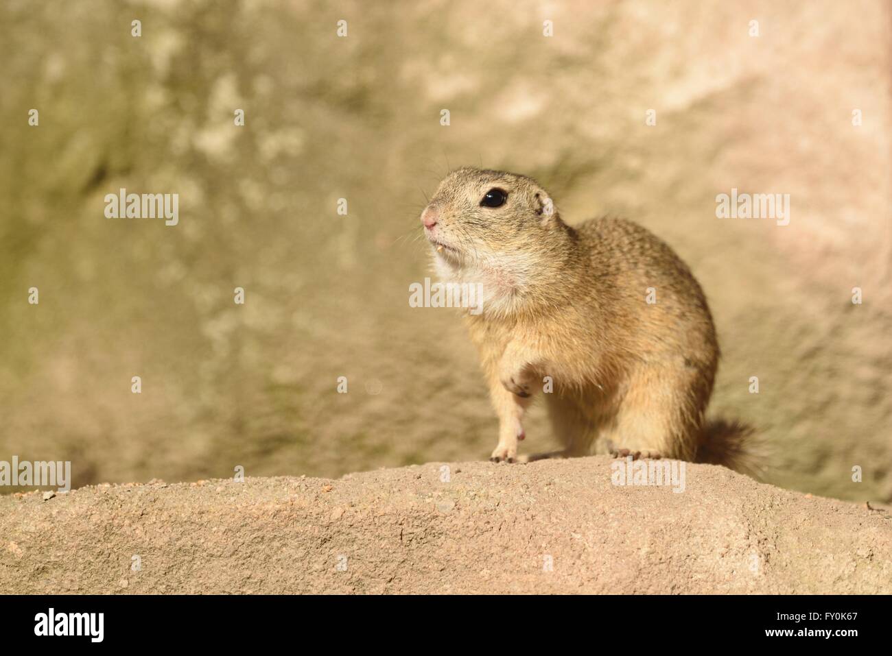 Europischer ziesel -Fotos und -Bildmaterial in hoher Auflösung – Alamy