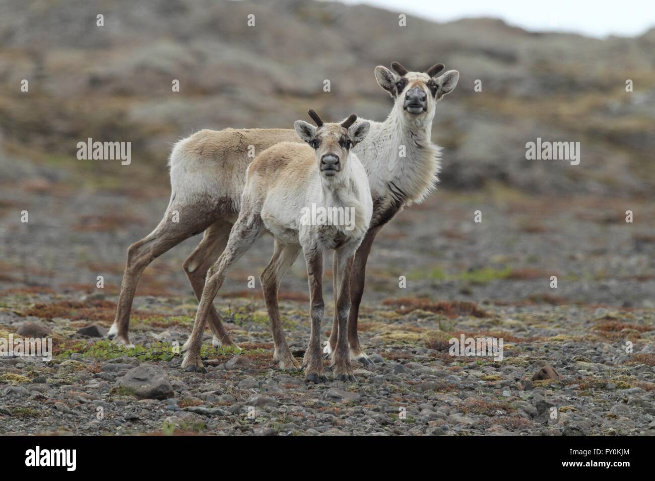 Rentiere junges tier -Fotos und -Bildmaterial in hoher Auflösung – Alamy
