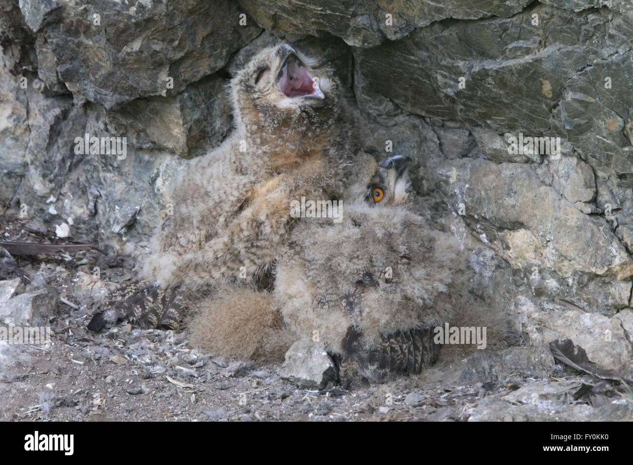 Eurasische babys -Fotos und -Bildmaterial in hoher Auflösung – Alamy