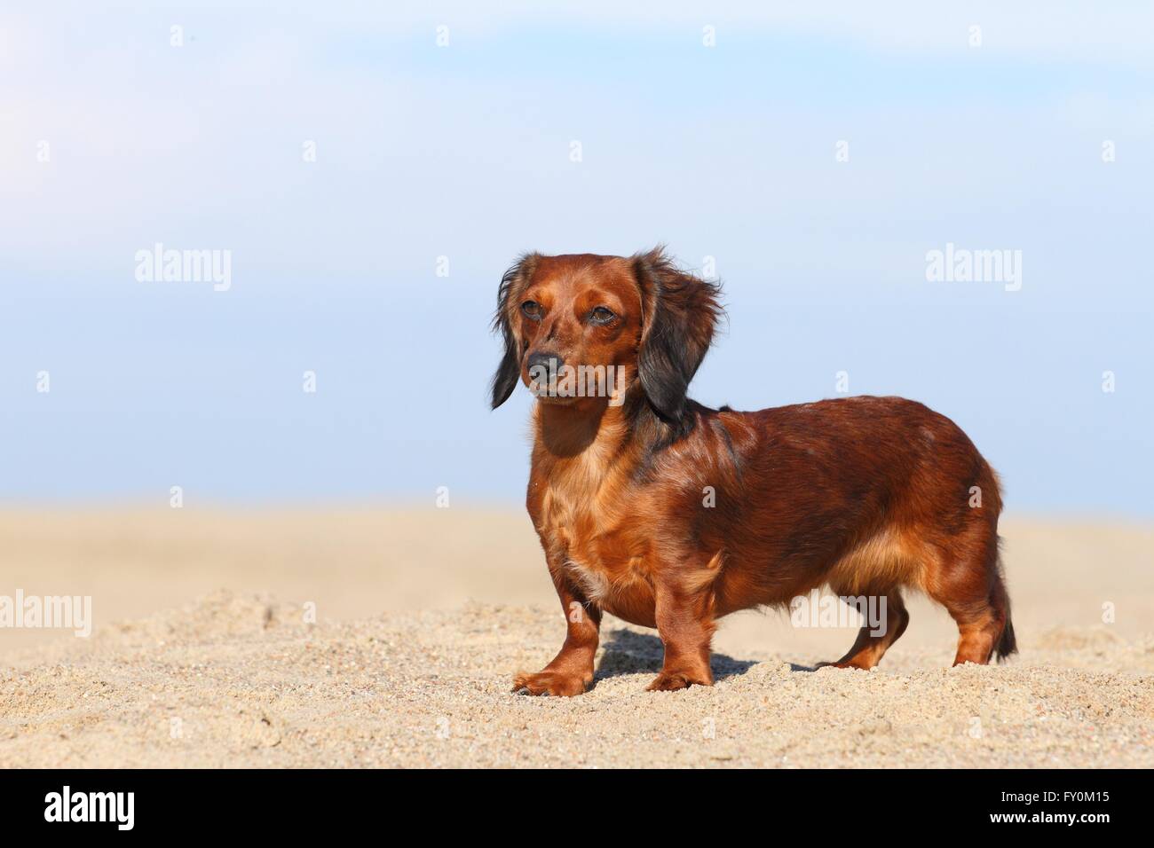 Dackel langhaar miniatur -Fotos und -Bildmaterial in hoher Auflösung ...