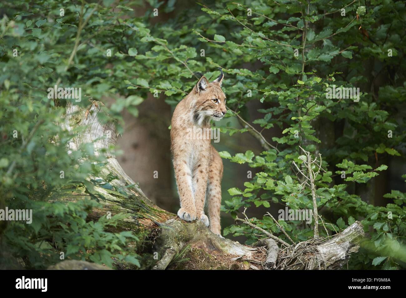 Erwachsener luchs -Fotos und -Bildmaterial in hoher Auflösung – Alamy