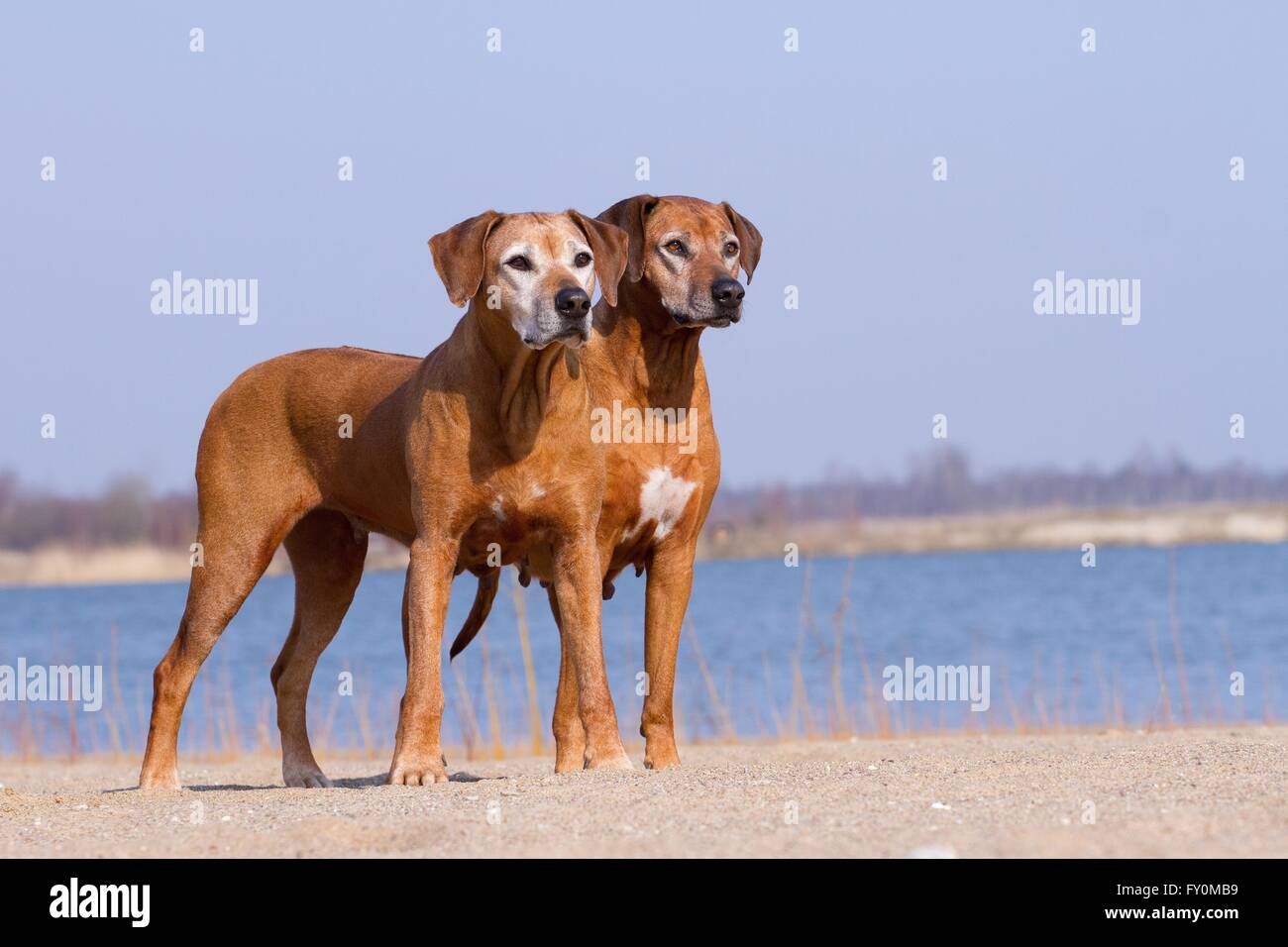 2 rhodesian Ridgebacks Stockfotografie - Alamy