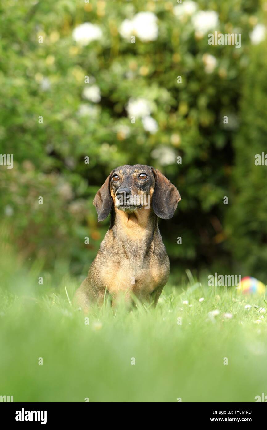 Sitting Shorthaired Dachshund Stockfotos und -bilder Kaufen - Alamy
