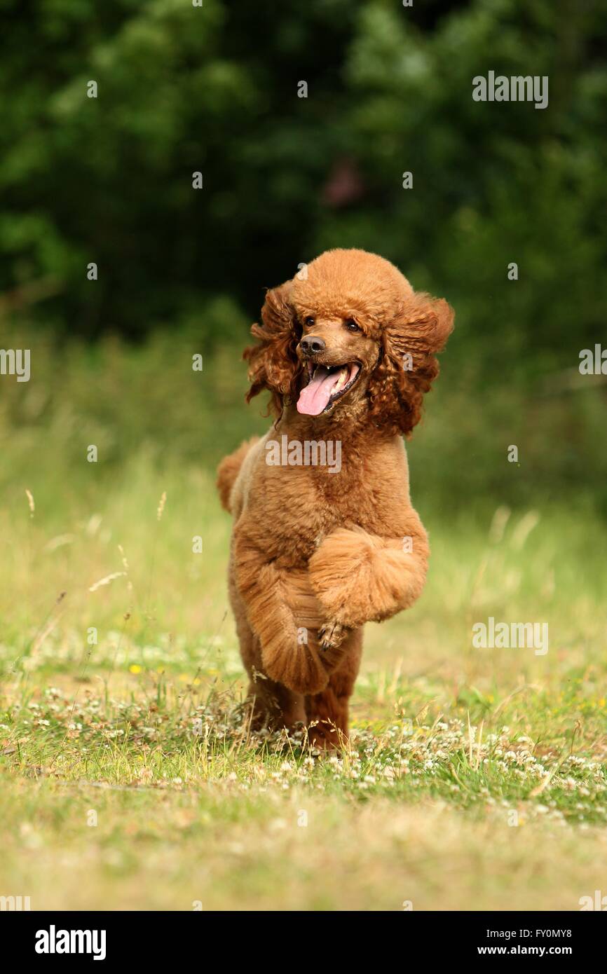Riesiger pudel der aprikose -Fotos und -Bildmaterial in hoher Auflösung ...