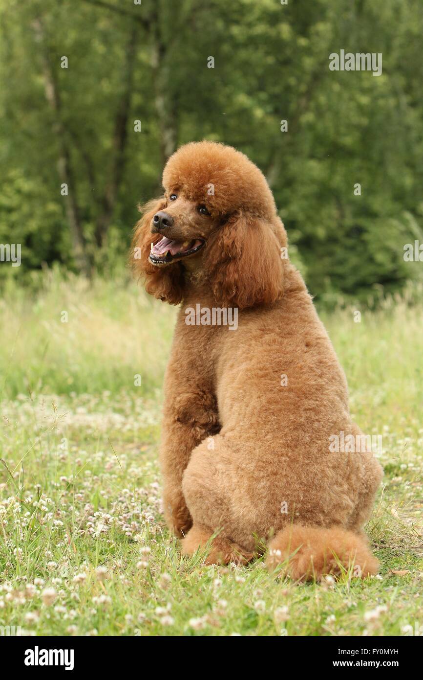 Sitzender Königspudel Sitting Poodle Stockfotos & Sitzender Königspudel ...