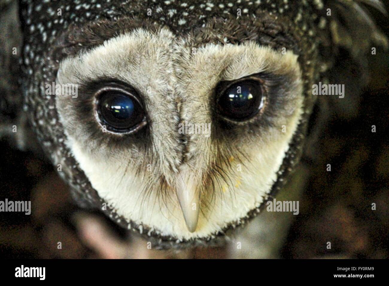Nasse eule -Fotos und -Bildmaterial in hoher Auflösung – Alamy