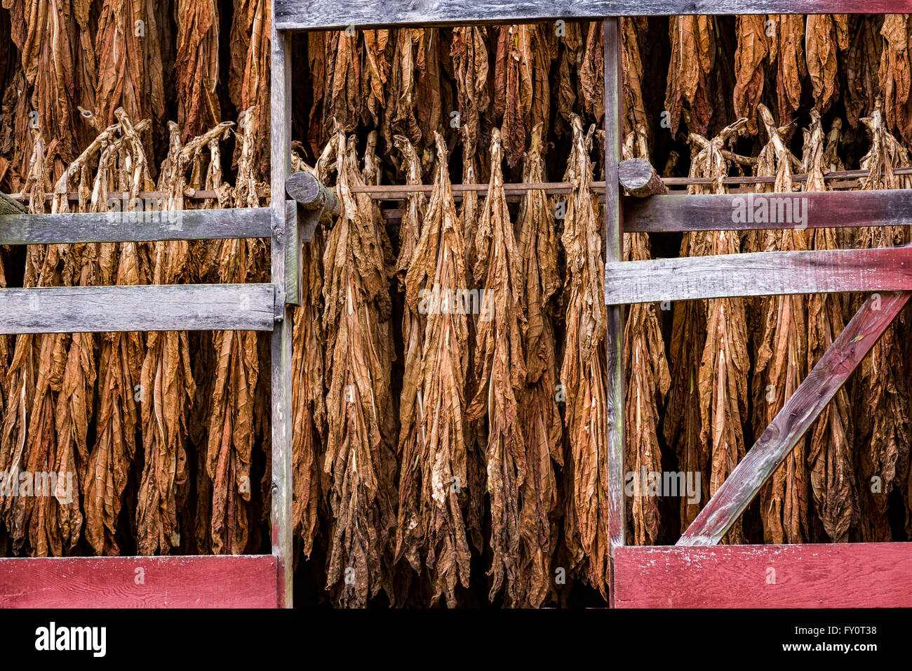 Tobacco Growing Stockfotos und -bilder Kaufen - Alamy