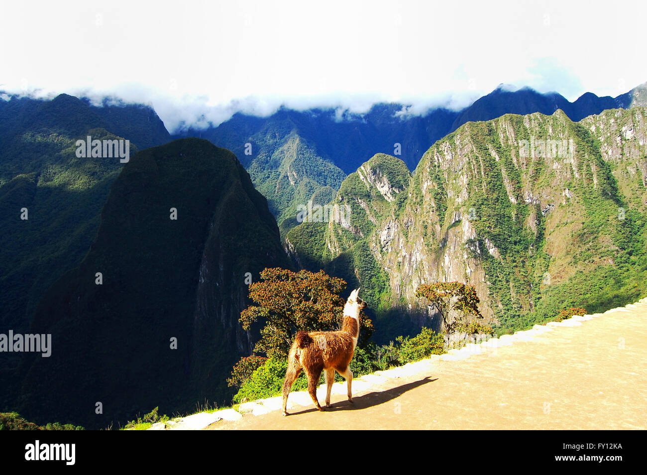 Llama machu picchu peru -Fotos und -Bildmaterial in hoher Auflösung – Alamy