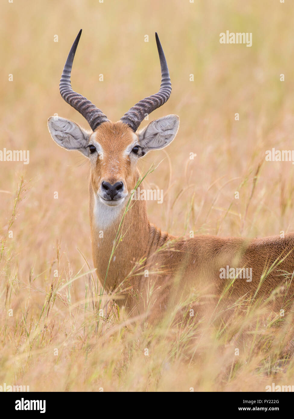 Ugandan Kob (Kobus Kob Thomasi), Murchinson Falls National Park, Uganda ...