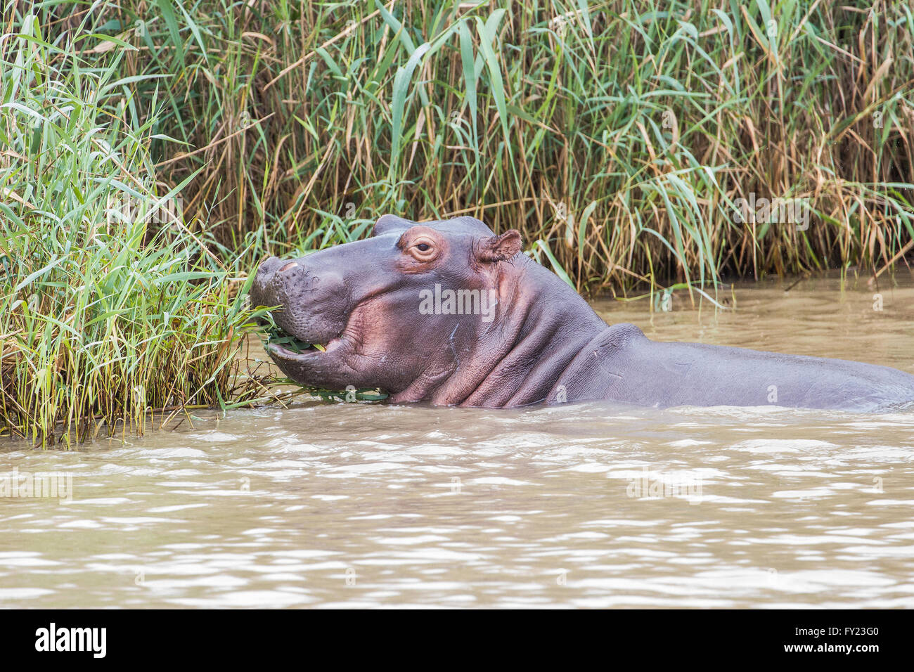 Nilpferde jagen -Fotos und -Bildmaterial in hoher Auflösung – Alamy