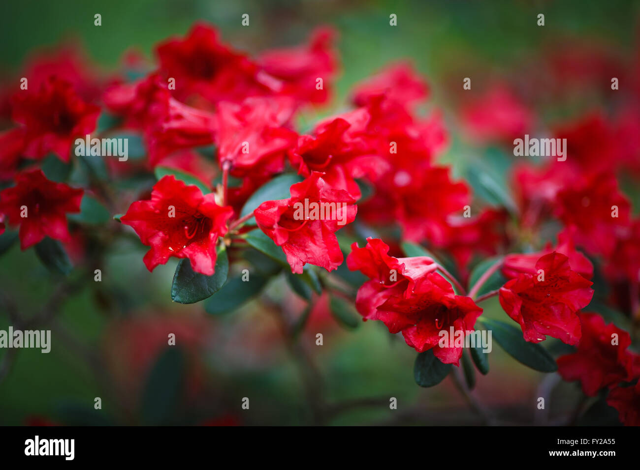 Wilde blumen in einem garten -Fotos und -Bildmaterial in hoher ...