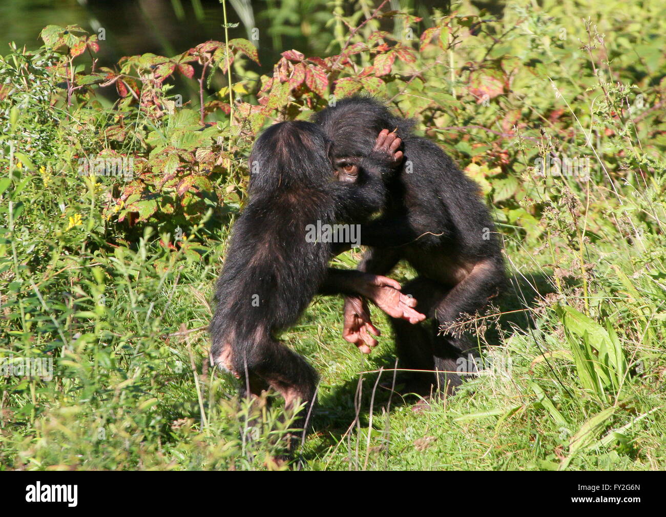 Zwei afrikanische Bonobo-Schimpansen Jugendliche (Pan Paniscus) spielen ...