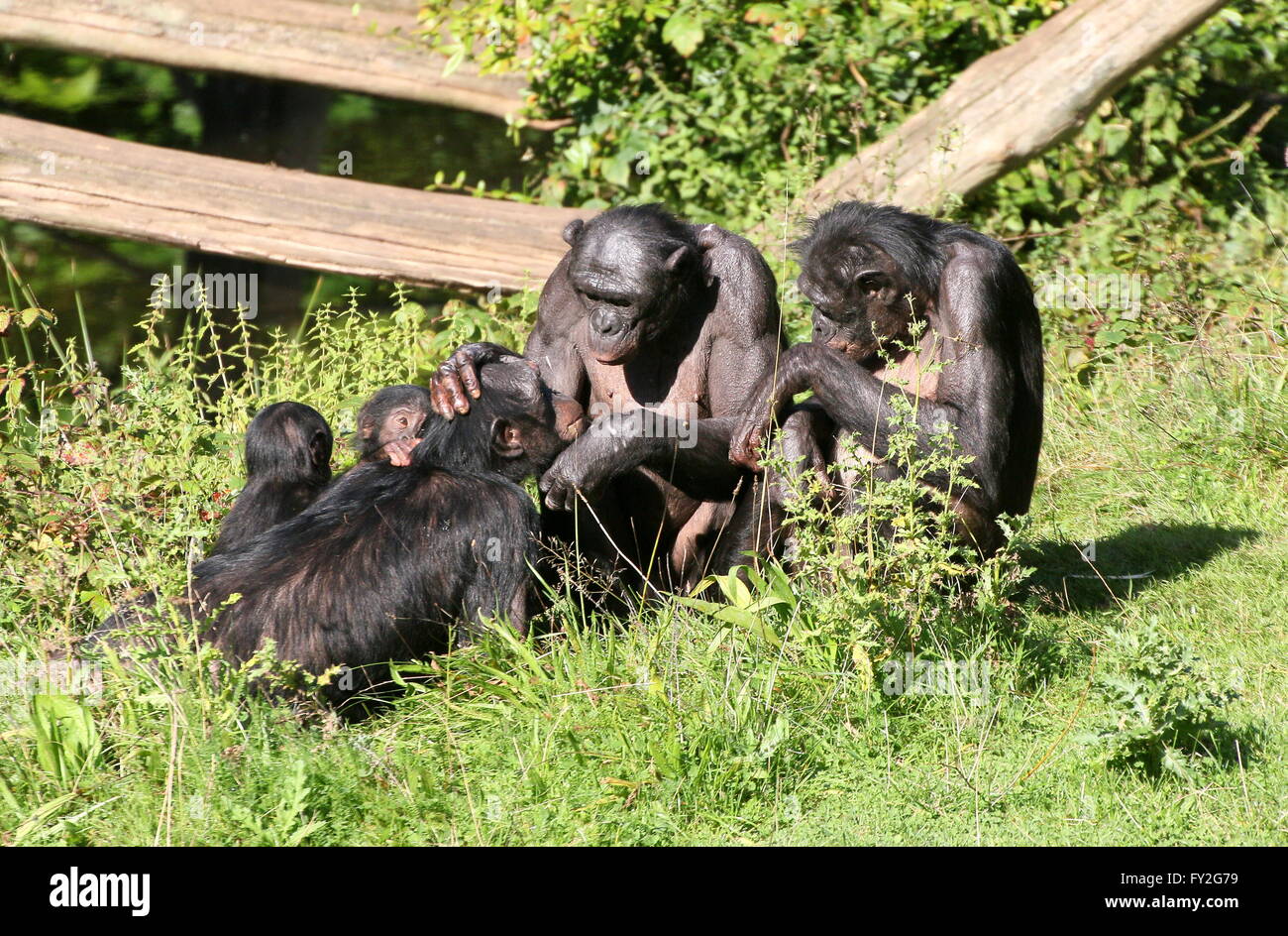 Familie Gruppe von afrikanischen Bonobo-Schimpansen (Pan Paniscus ...