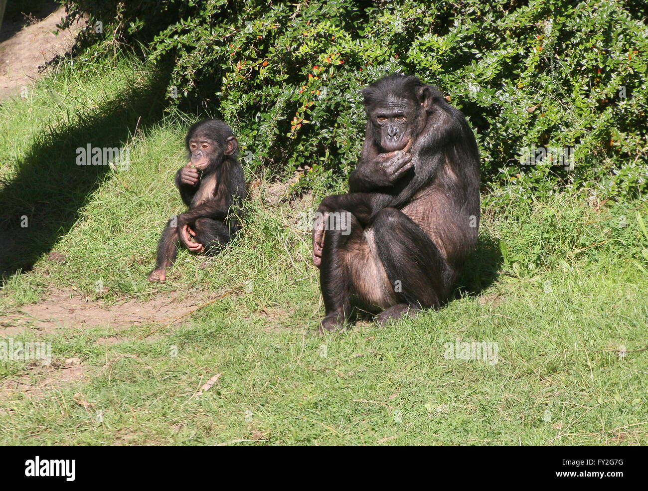 Mutter Afrika Bonobo-Schimpansen (Pan Paniscus) mit ihrem Baby junge ...