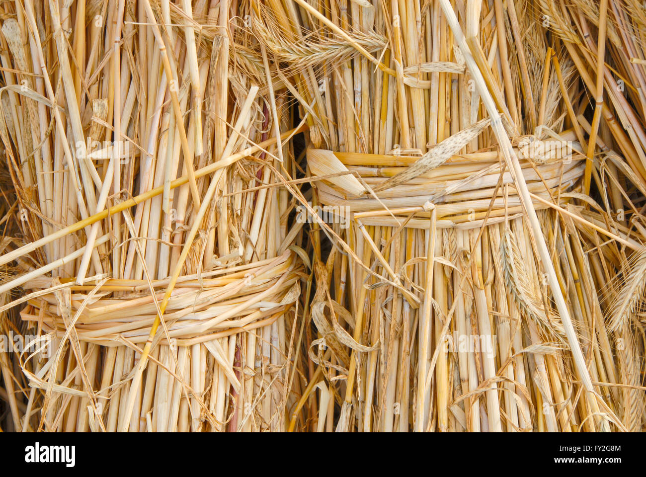 Getreide garbe -Fotos und -Bildmaterial in hoher Auflösung - Seite 2 ...