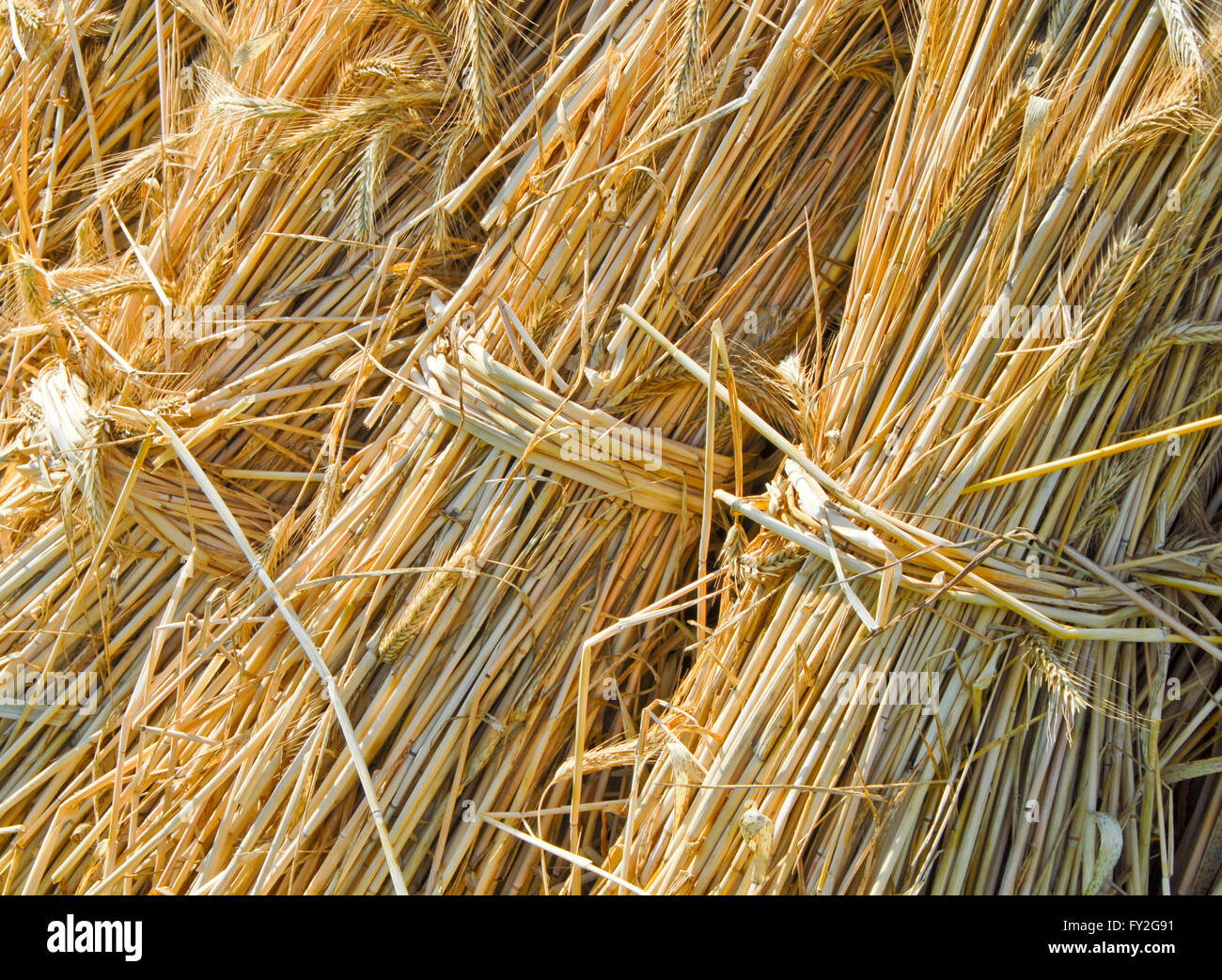 Getreide garbe -Fotos und -Bildmaterial in hoher Auflösung - Seite 2 ...