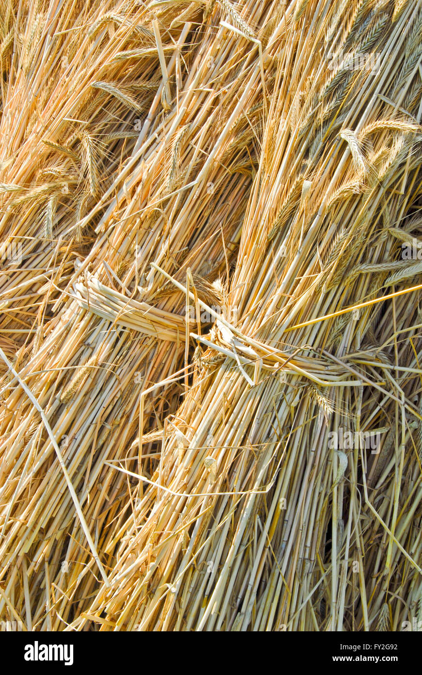 Getreide garbe -Fotos und -Bildmaterial in hoher Auflösung - Seite 2 ...