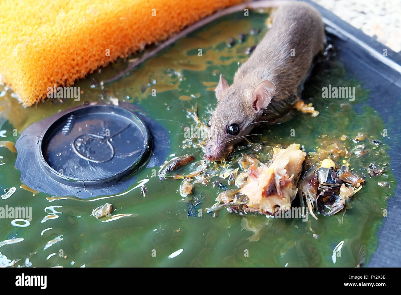 Tote Ratten auf Ratte kleben fallen. Ratten sind ein Ärgernis im Haus ...