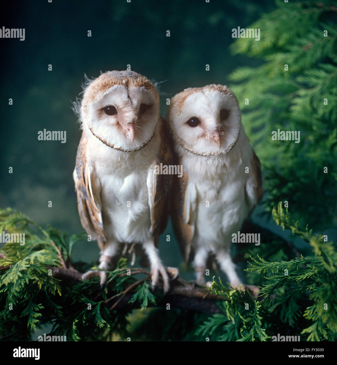 Zwei schleiereulen sitzen -Fotos und -Bildmaterial in hoher Auflösung – Alamy