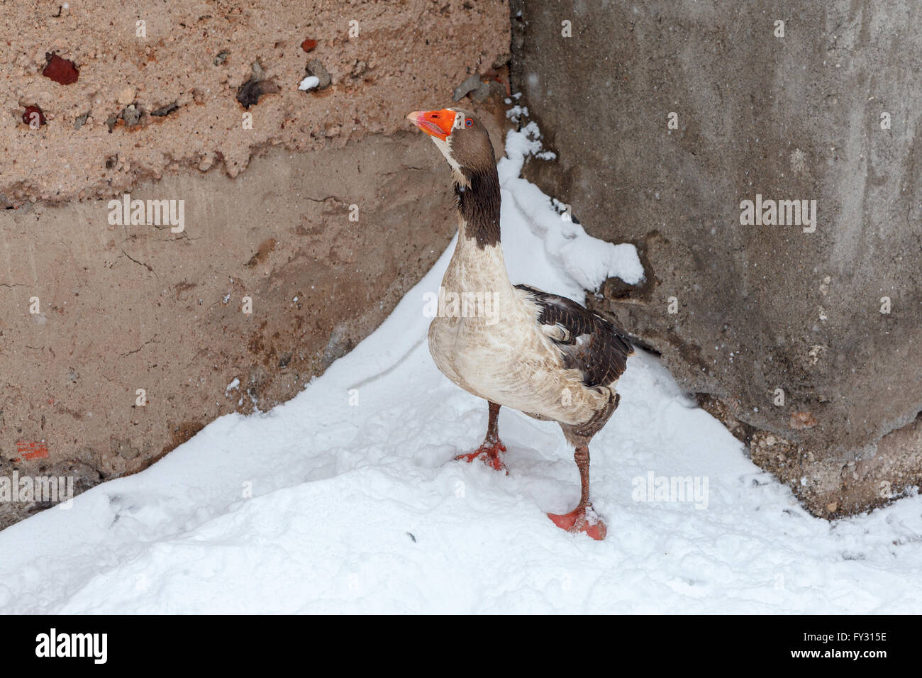 Gans sind sehr berühmt in Stadt Kars, Turkey.Most Familien ernähren ...