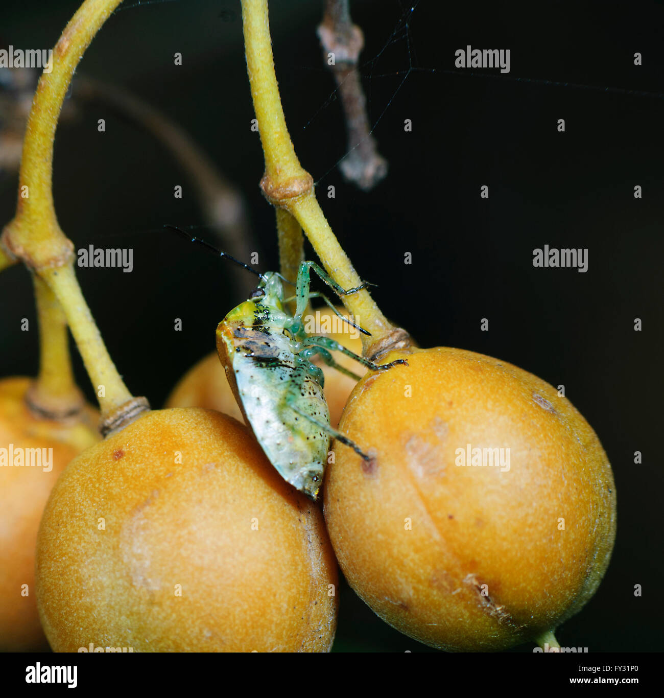 Australischer stink bug -Fotos und -Bildmaterial in hoher Auflösung – Alamy