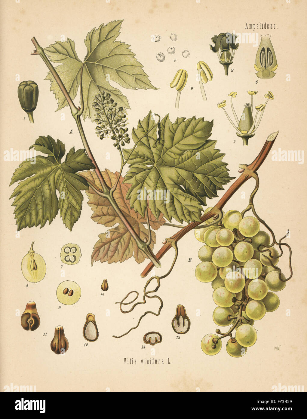 Weinstock mit Trauben, Vitis Vinifera. Farblitho nach eine botanische ...