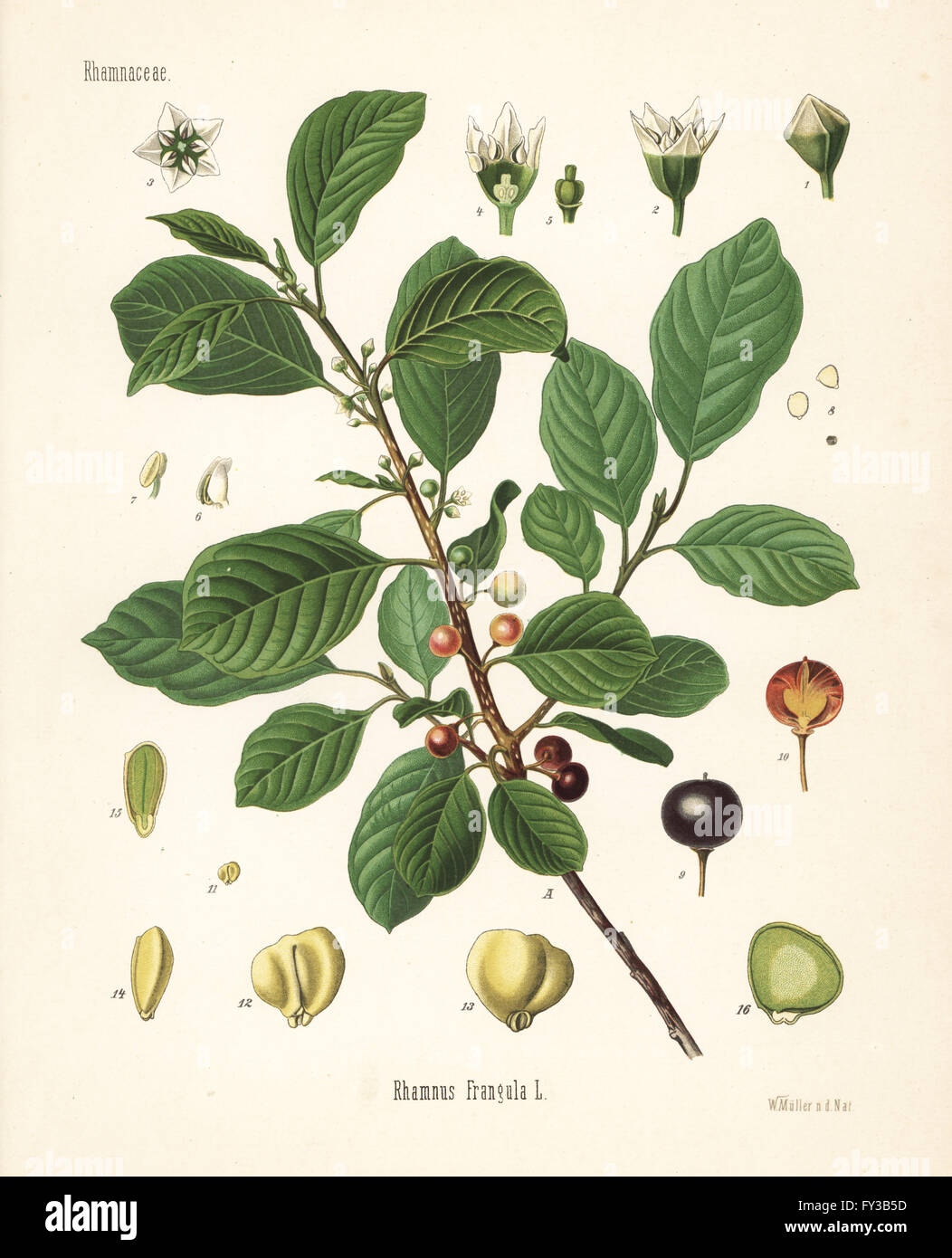 Faulbaum, Frangula Alnus (Rhamnus Frangula). Farblitho nach eine ...